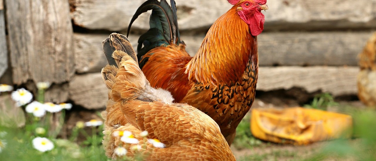 Seoski turizam Zlatibor