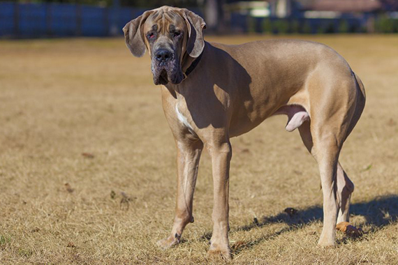 Deutsche Dogge | Hunderassen | Medpets.de