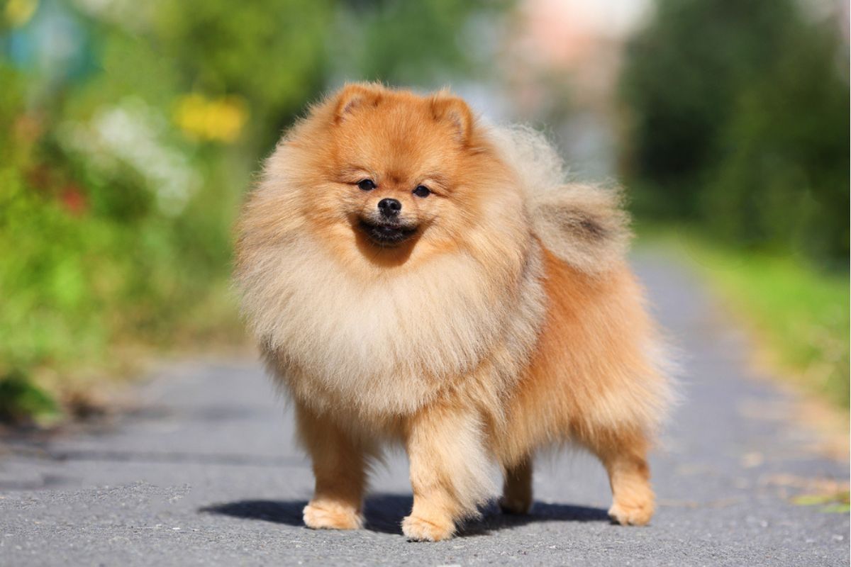 Pomeranian pies boo store