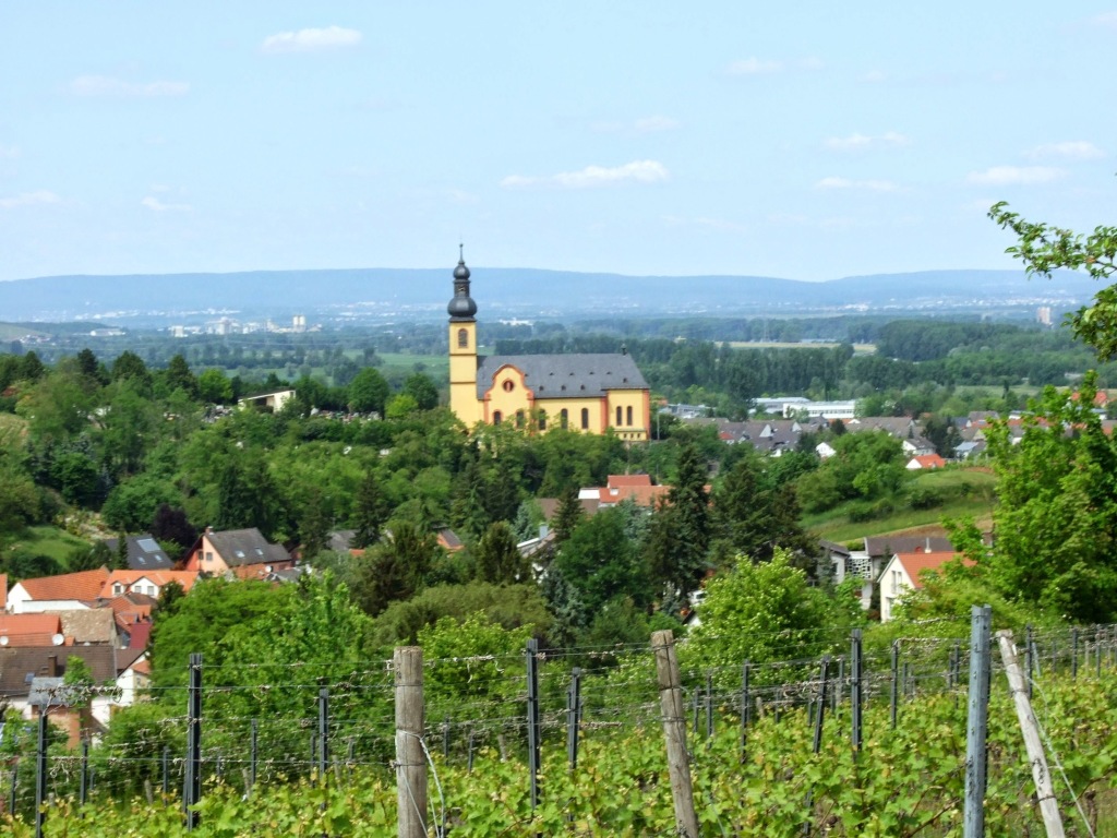 04 - Weinbergsrundfahrt in Nackenheim - Mainz