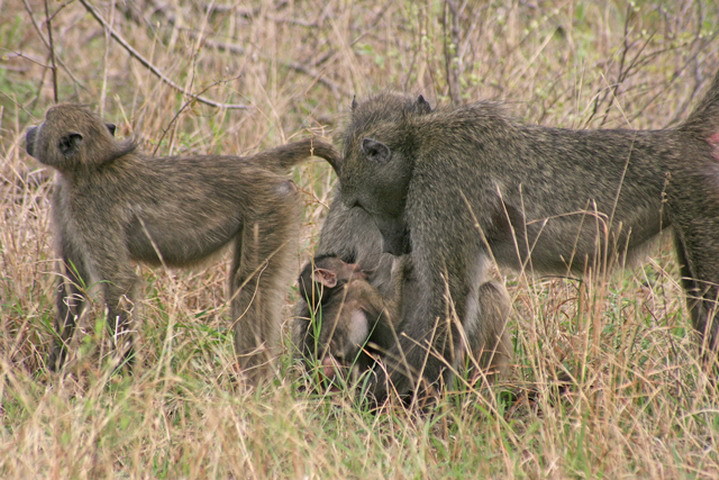 Pavian - Saeugetiere - Tierwelt - Suedliches-Afrika