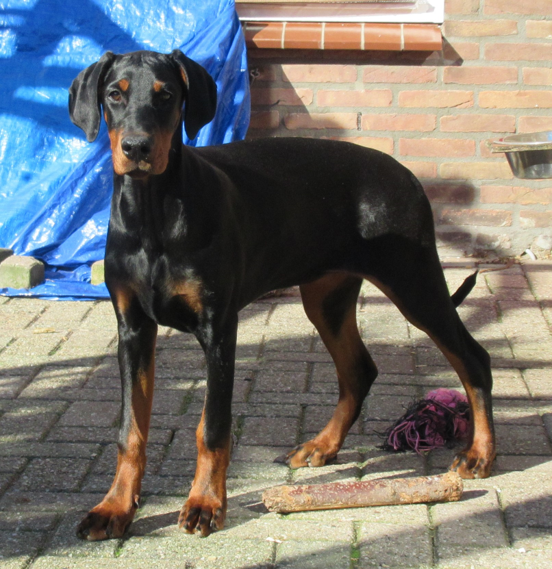 Dobermann: Viktdiagram, förväntad livslängd, storlek och mer