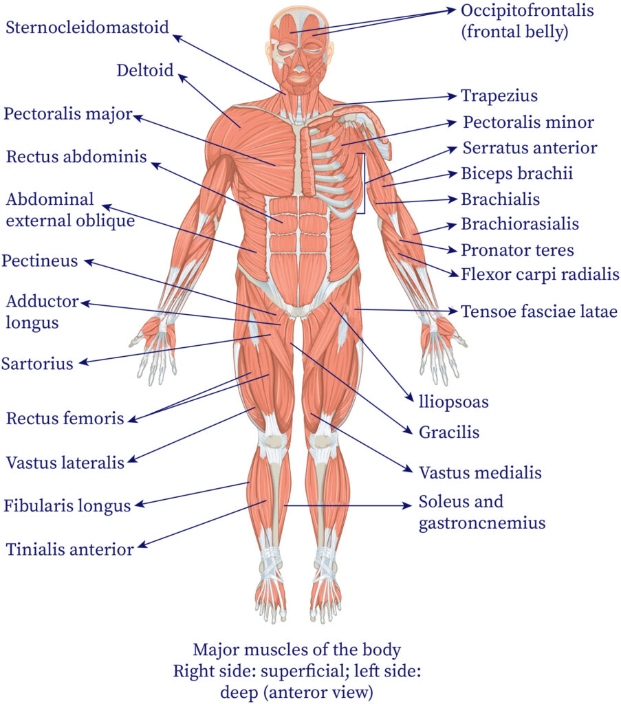 Body Systems Unraveled Mind Map
