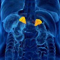 Morbo di Addison: Malattie - Endocrinologia | Pazienti.it