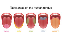 Gusto: Cos'è, Sapori, Percezioni, Disgeusia, Papille | Pazienti.it