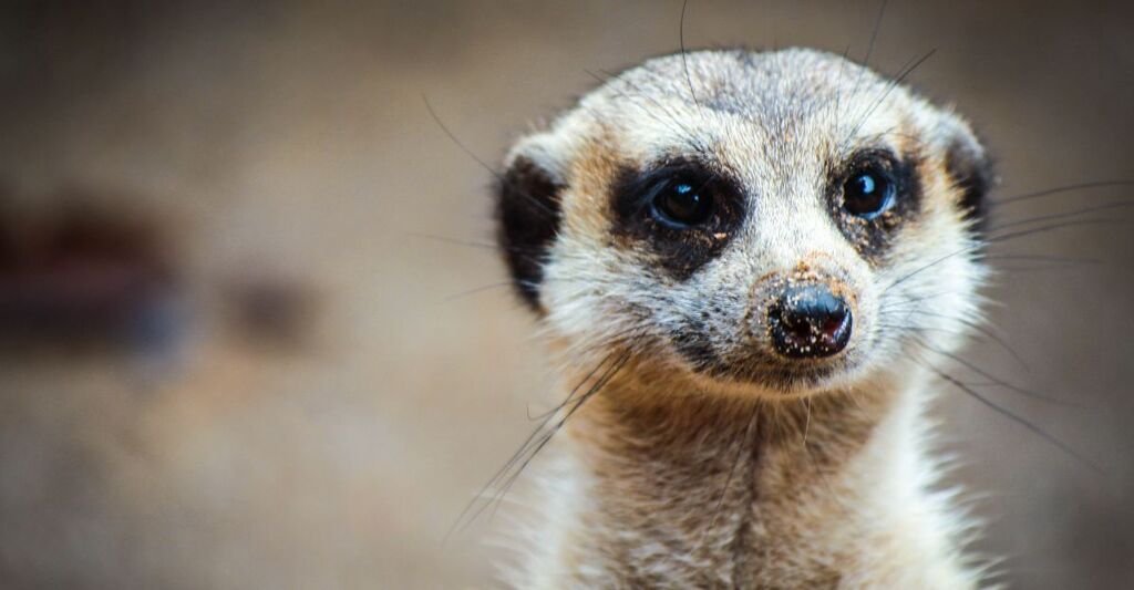 Che animale è Timon? Un focus sul suricata | P. by pazienti.it