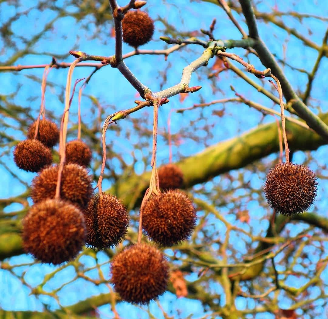 Platan w Polsce -owoce i nasiona - e-ogrody - Porady