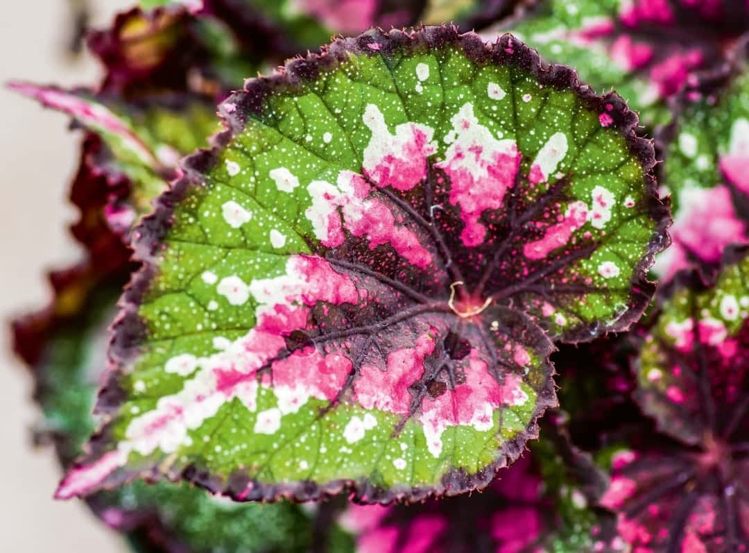Begonia Kr lewska I Inne Ciekawe Gatunki Begonii Doniczkowych E