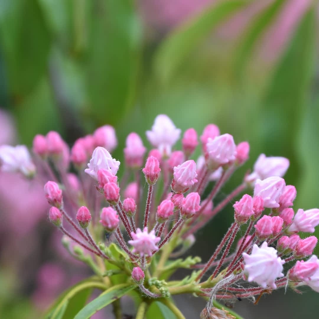 Kalmia - e-ogrody - Rośliny