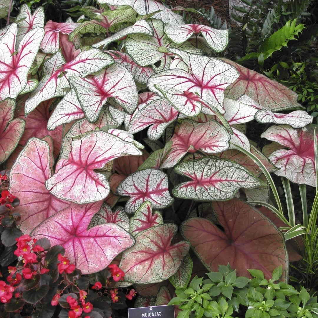 Kaladium ogrodowe (Caladium) - e-ogrody - Porady