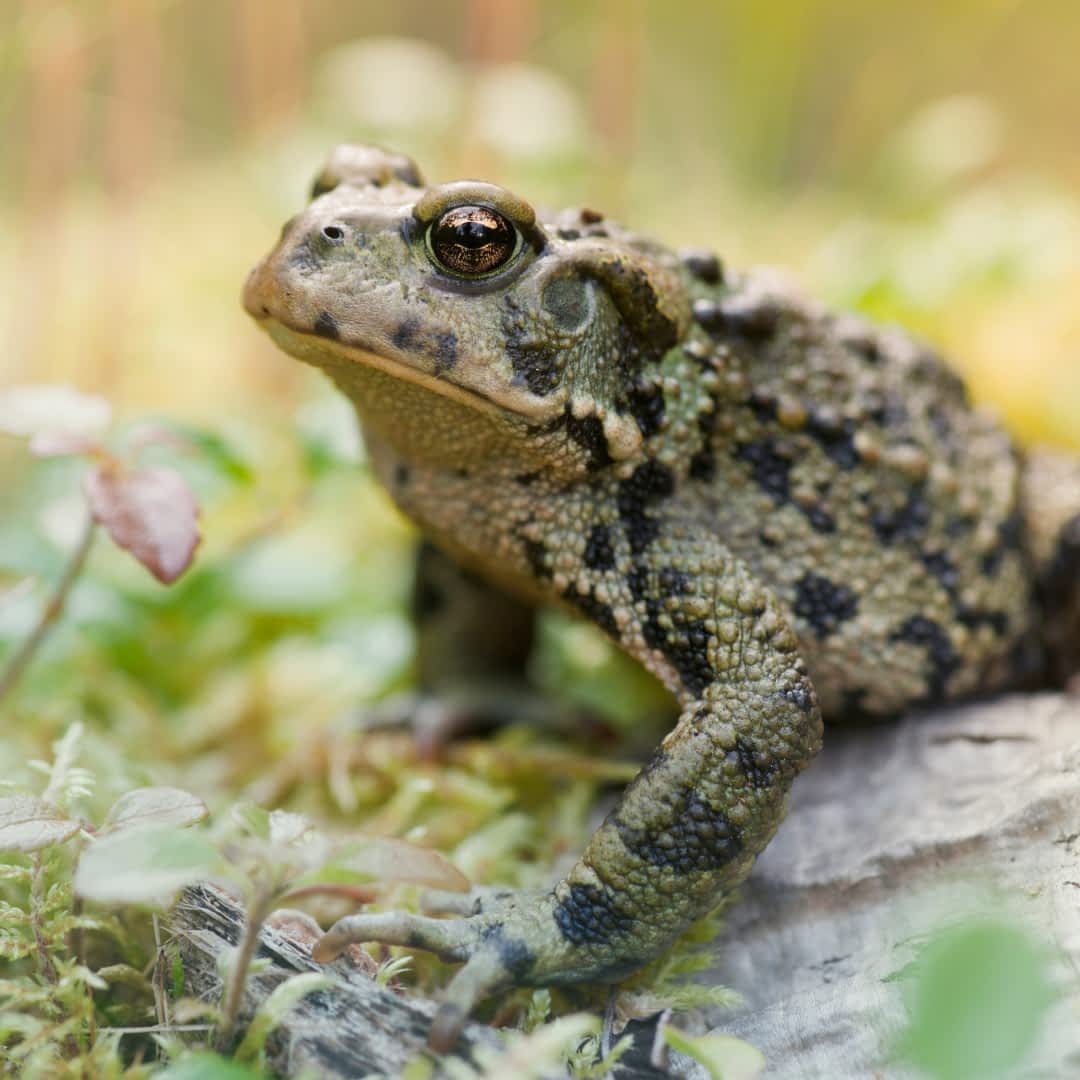 Ropucha zwyczajna, szara, zielona, paskówka, olbrzymia - czym się ...