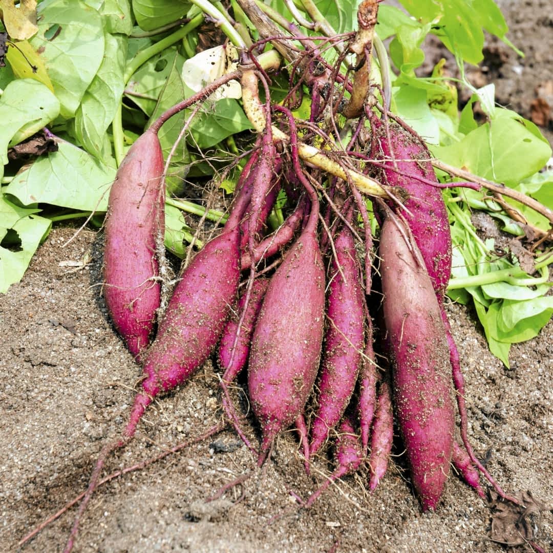 Bataty (słodkie ziemniaki) to zdrowe i smaczne warzywo. Dowiedz się ...