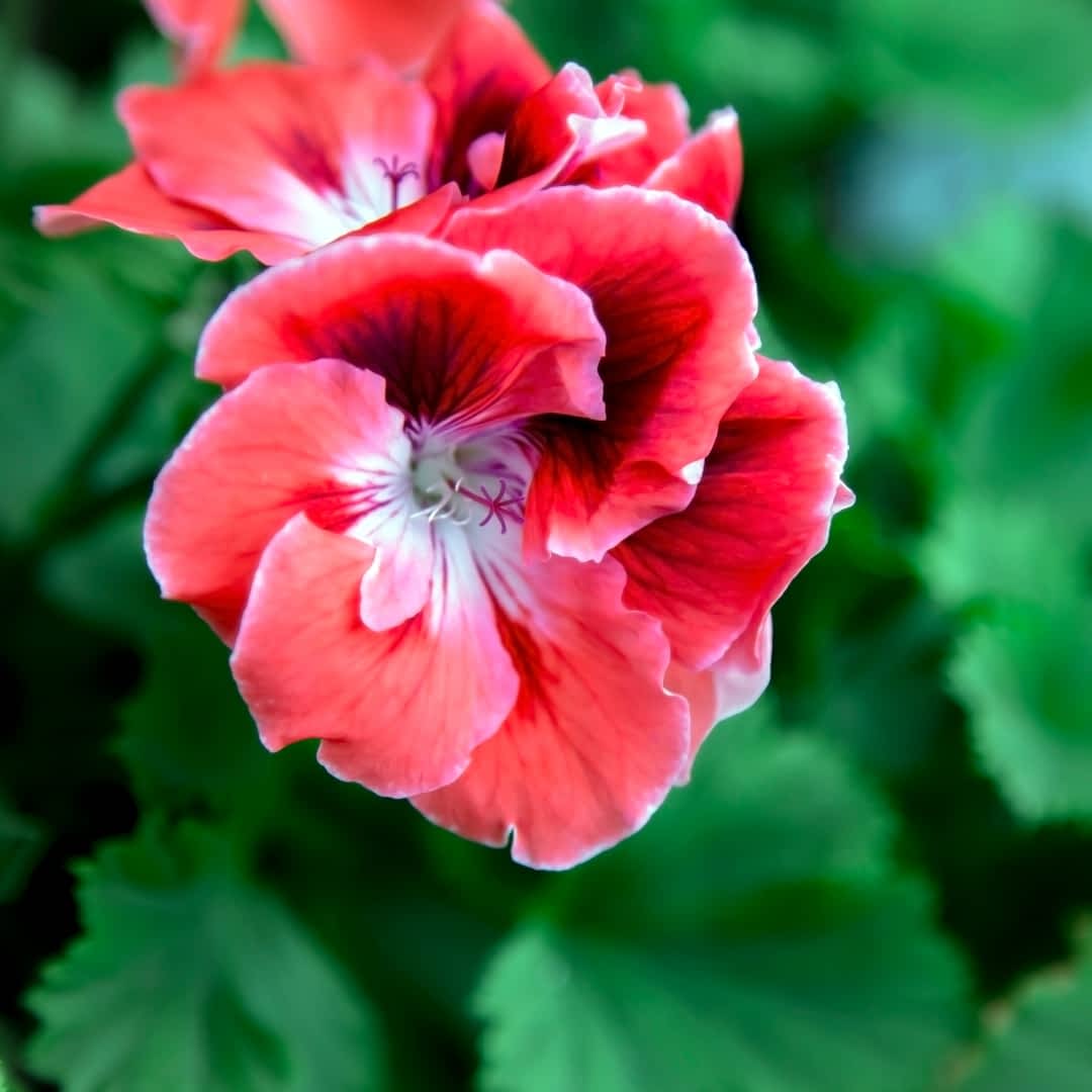 Pelargonia angielska - cena, uprawa, nasiona, podlewanie - e-ogrody ...