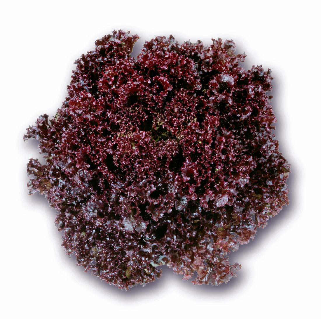 Lollo Rosso sla - Verse Oogst