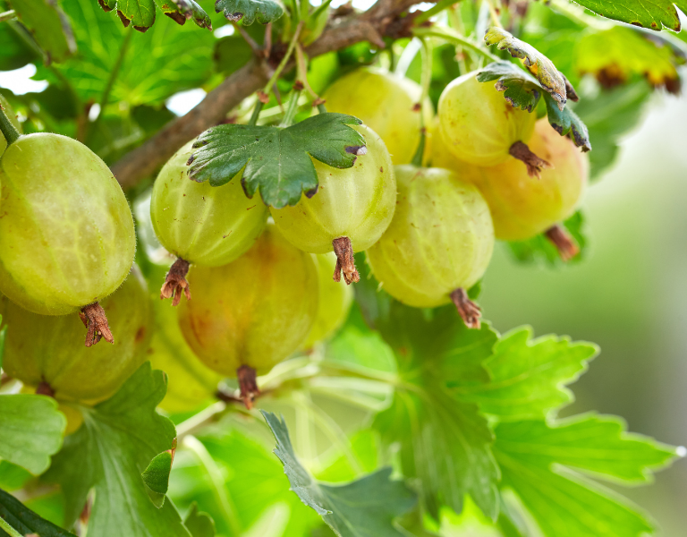 De Wolfskuil | Kruisbes