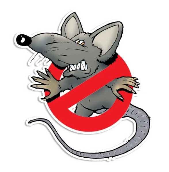 Banish the Unwanted Guests: Effective Rat Control | Bukit Timah ...